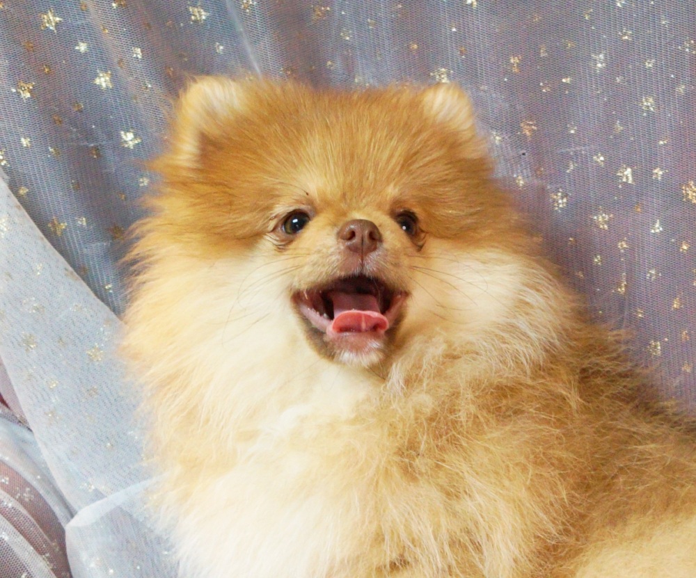 CKC Pomeranian (purebred) - LIAM; Male (Champion Bloodline) | Creative ...