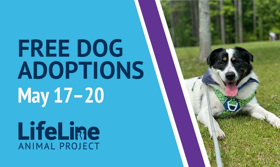 National Rescue Dog FREE Adoption Weekend at ... | 05/20/2024 11:00 AM ...