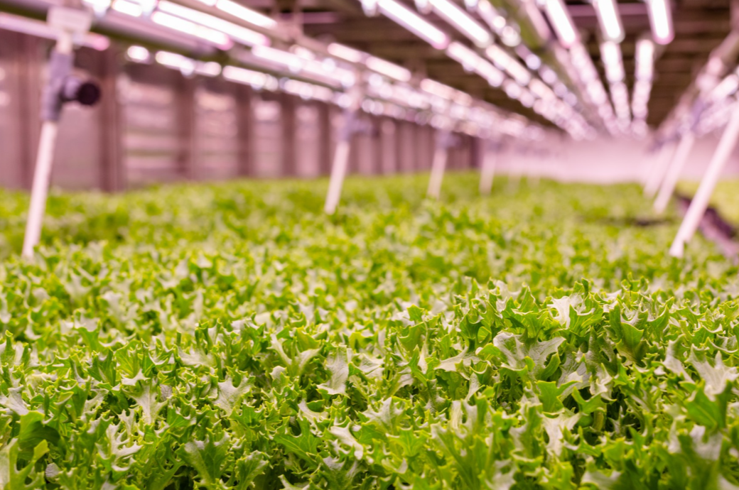 NEWS BRIEF: New $120 million farming project opening in Atlanta area ...