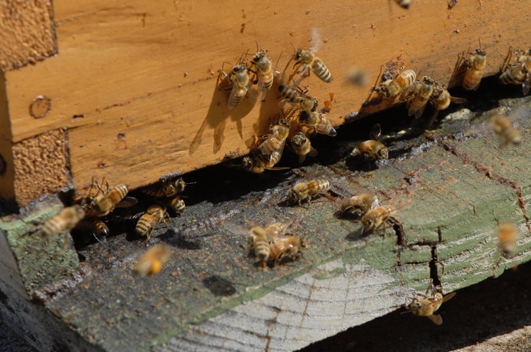 NEWS BRIEF: â€˜Surprisingly resilientâ€™ wild bees survive in urban ...