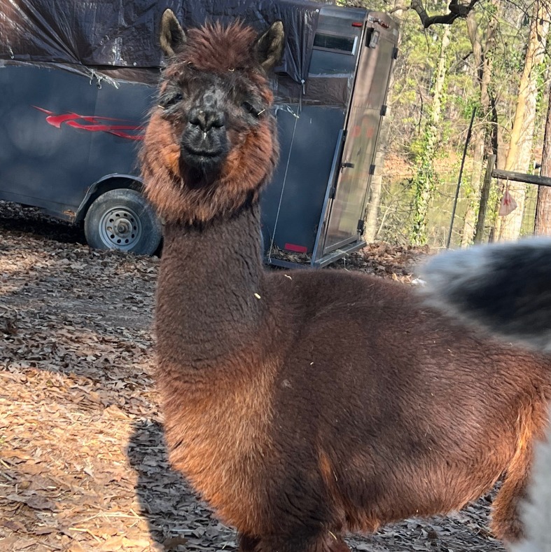 Creekwater Alpaca Farm Barn Tour | 02/05/2023 11:00 AM | Creative Loafing