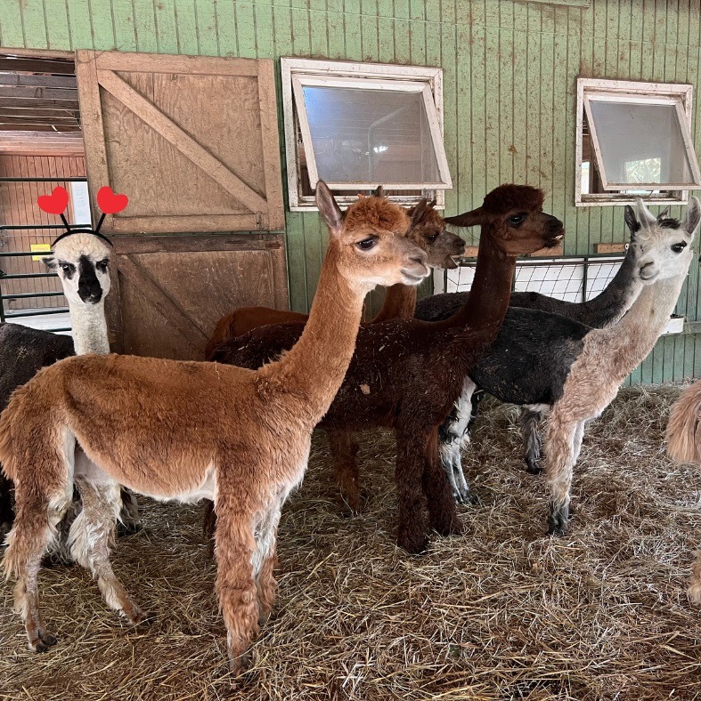 Creekwater Alpaca Farm Barn Tour | Creative Loafing