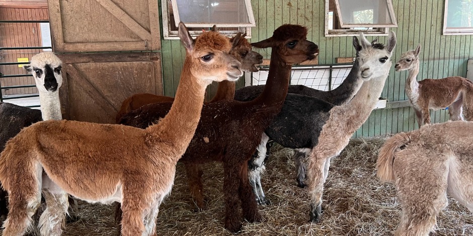Creekwater Alpaca Farm Barn Tour | 05/07/2023 11:00 AM | Creative Loafing