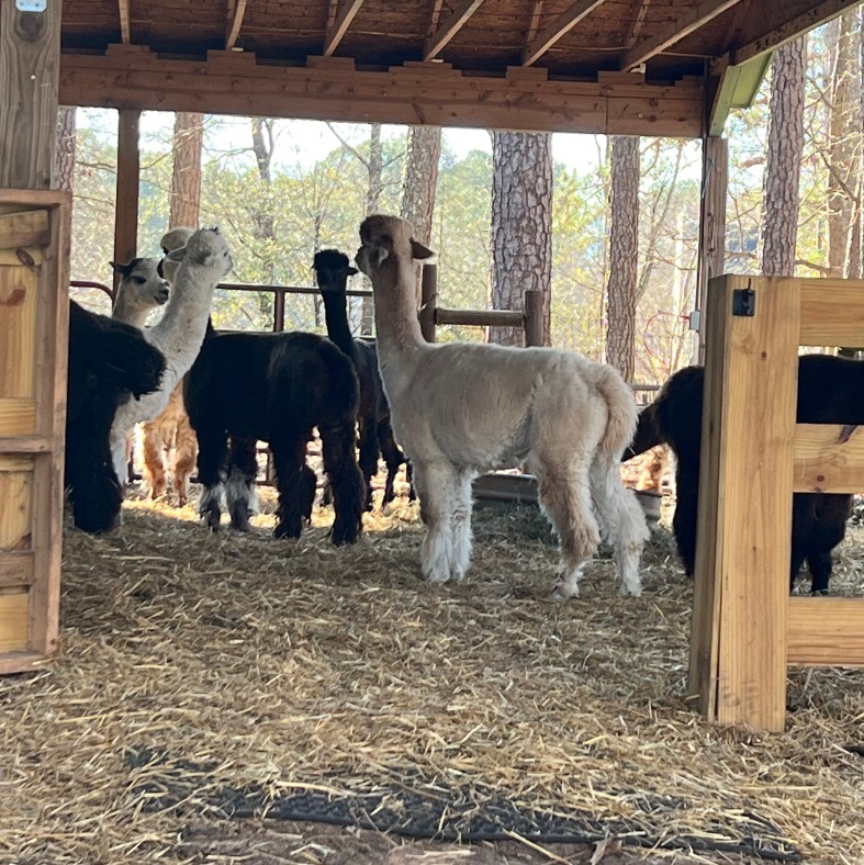 Creekwater Alpaca Farm Barn Tour | 07/15/2023 11:00 AM | Creative Loafing