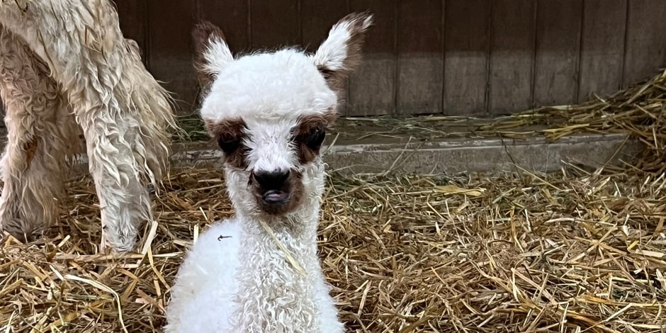 Creekwater Alpaca Farm Barn Tour | Creative Loafing