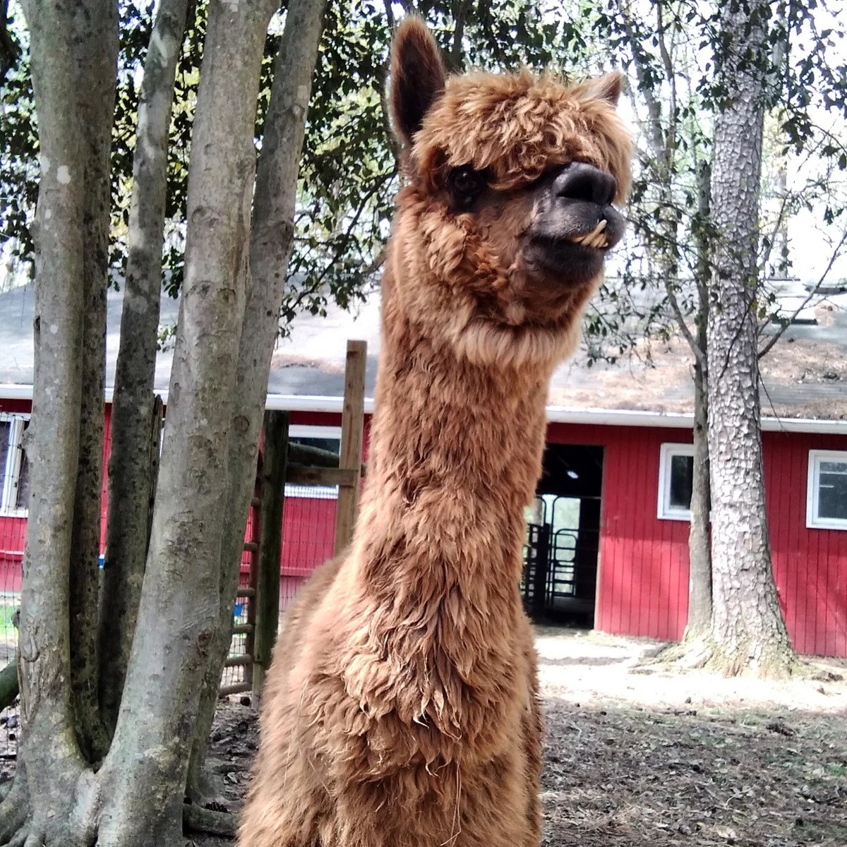 Creekwater Alpaca Farm Barn Tour | Creative Loafing